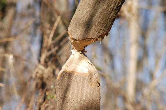 Beaver on the Branch | Lower Raritan Watershed Partnership