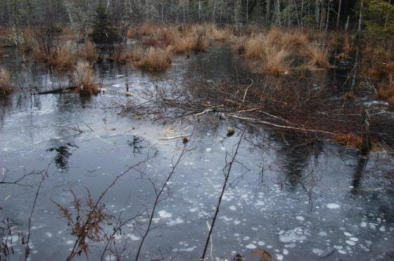 Beaver on the Branch | Lower Raritan Watershed Partnership