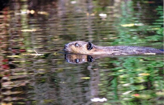 Beaver on the Branch | Lower Raritan Watershed Partnership