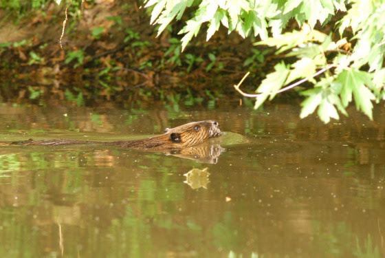 Beaver on the Branch | Lower Raritan Watershed Partnership