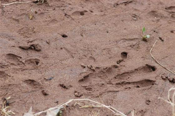 Beaver on the Branch | Lower Raritan Watershed Partnership
