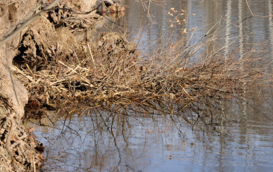 Beaver on the Branch | Lower Raritan Watershed Partnership