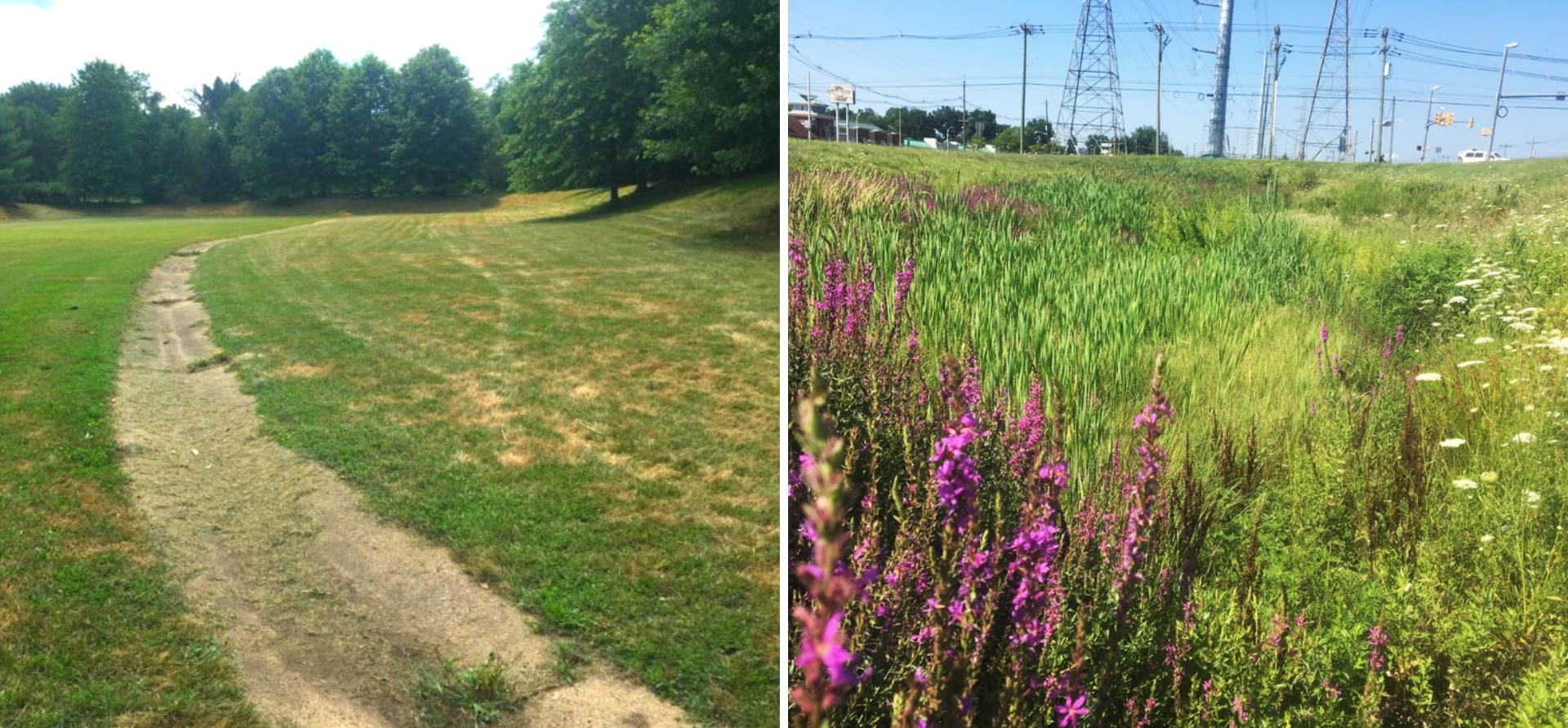 Flood prevention and butterflies: The role and potential of stormwater ...