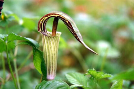 Spring Flows Seamlessly Into Summer | Lower Raritan Watershed Partnership